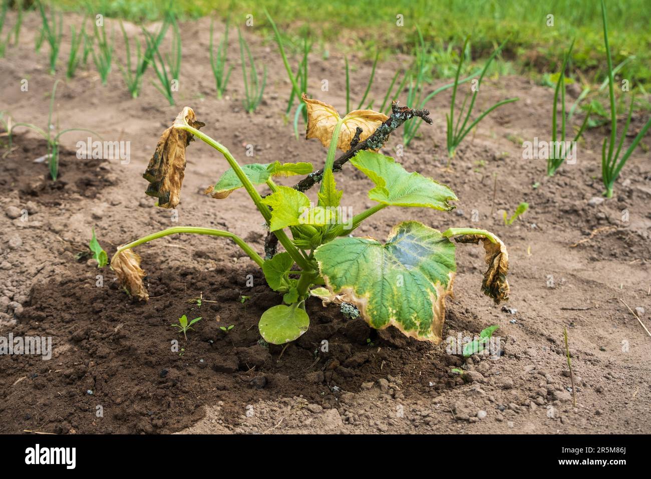 Zucchini plants damaged by frost. Zucchini plants show signs of frost ...