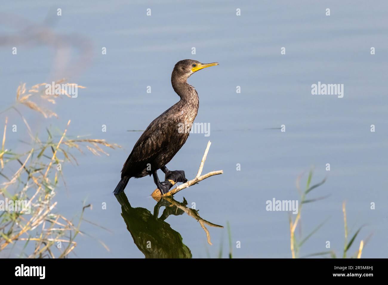 Little Cormorant Microcarbo niger Keoladeo National Park, Bharatpur ...