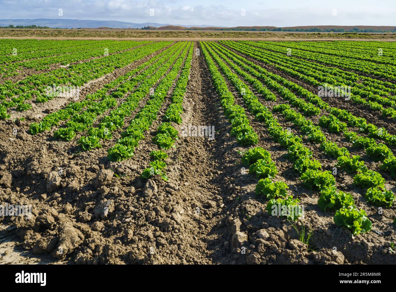 Agricultural field of green lettuce plants. Young lettuce plants are ...