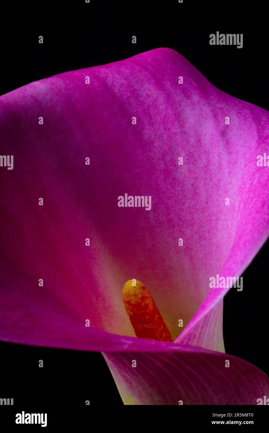 Close Up Inside The Pink Calla Lily Stock Photo - Alamy