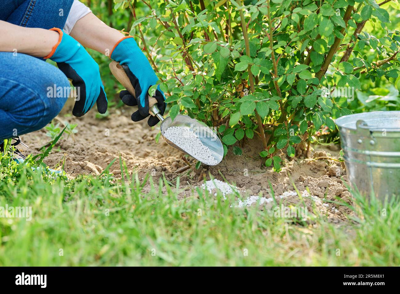 Close-up woman fertilizing rose bush with mineral granular fertilizer ...