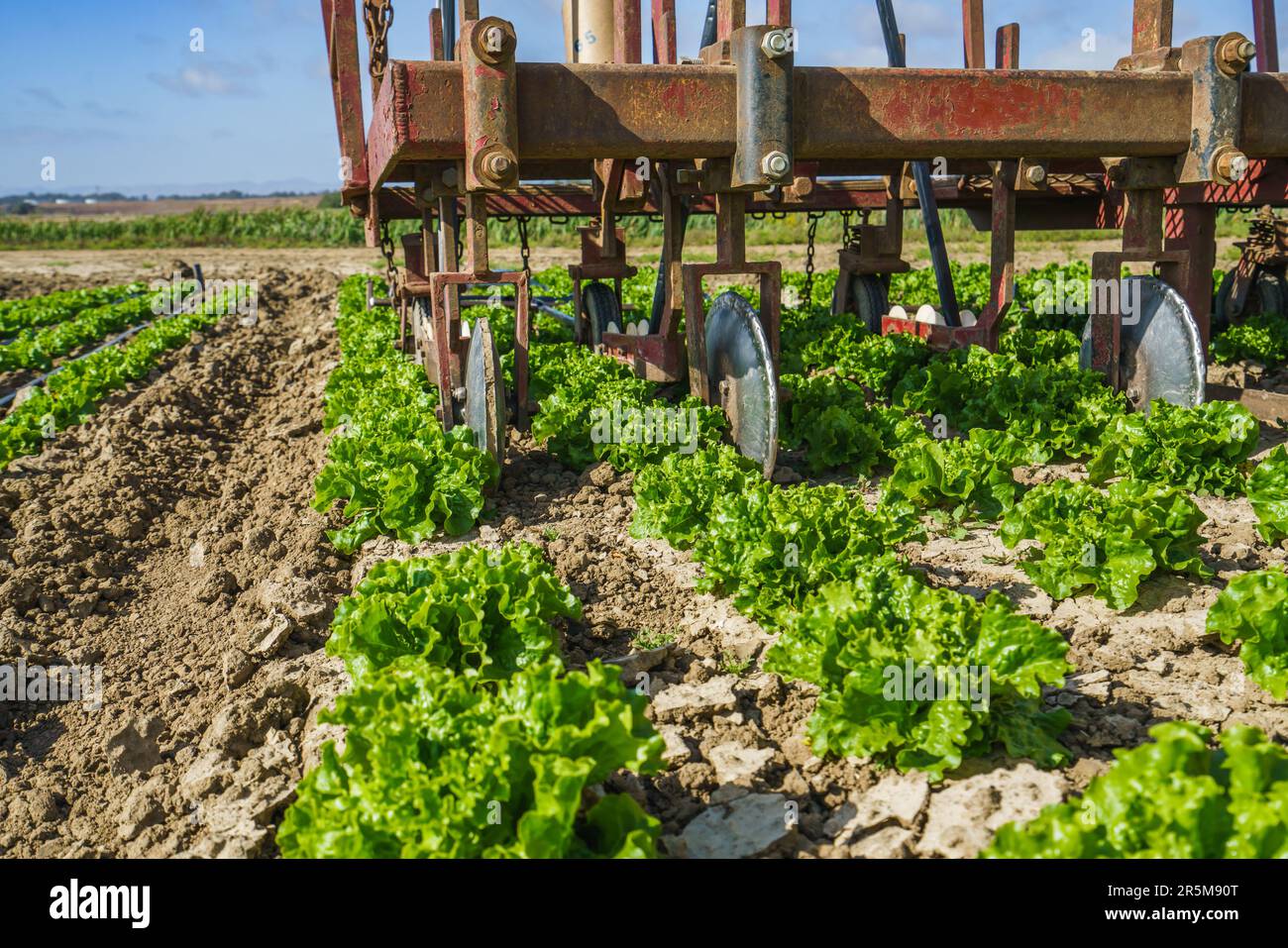Tractor in a field of green lettuce plants. The tractor is pulling a ...