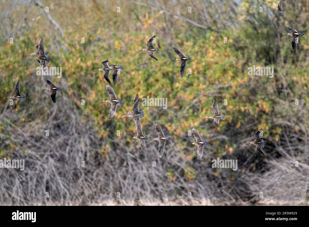 Scolo hi-res stock photography and images - Alamy