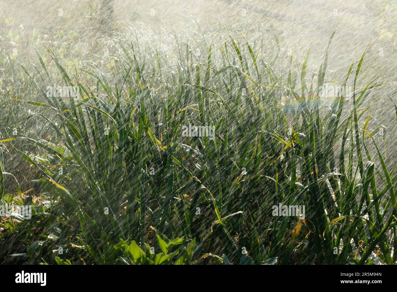 Drought in the garden. Watering vegetable plants on a plantation in the ...