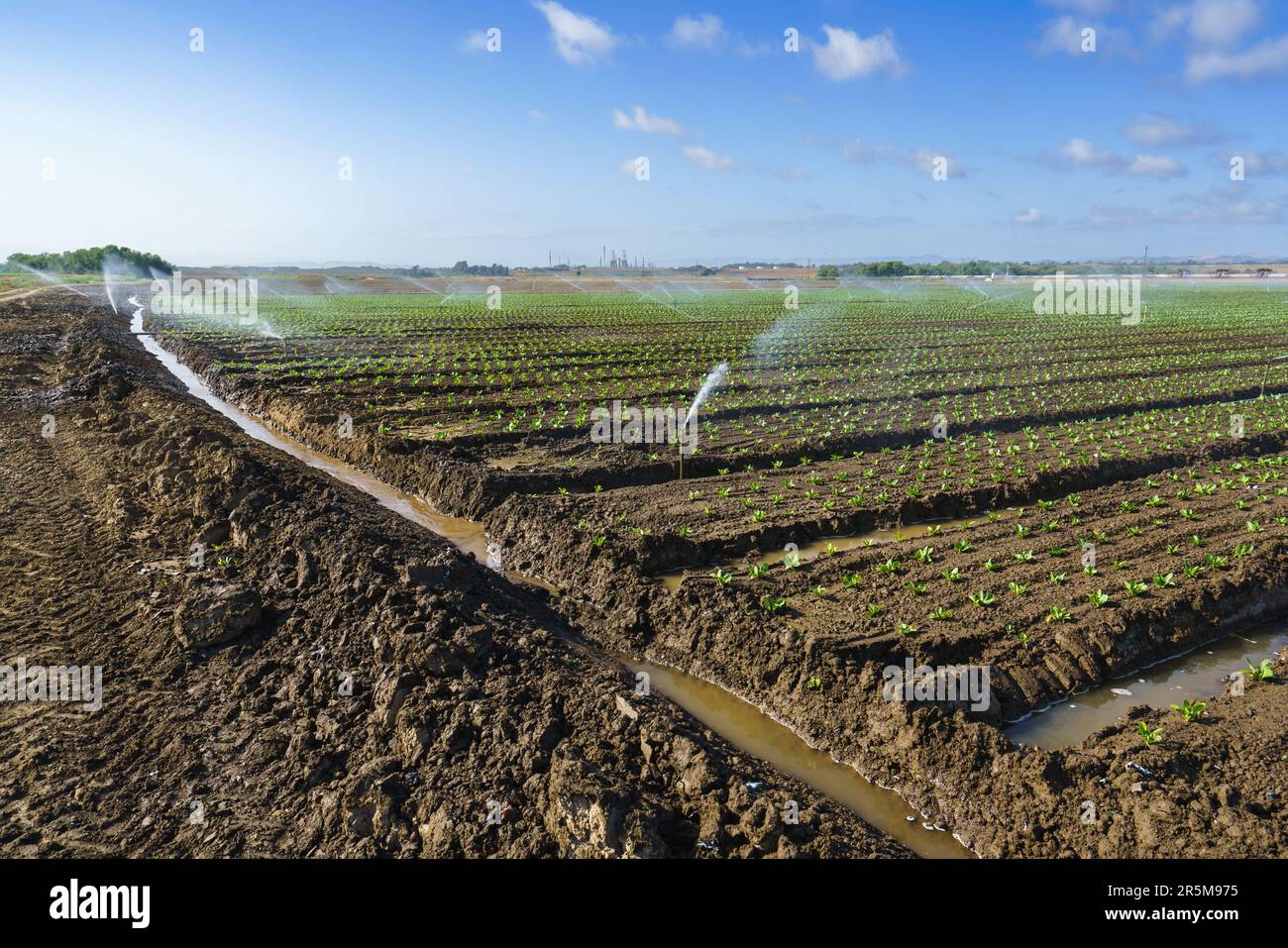 Watering agricultural field. Field irrigation sprinkler system waters ...