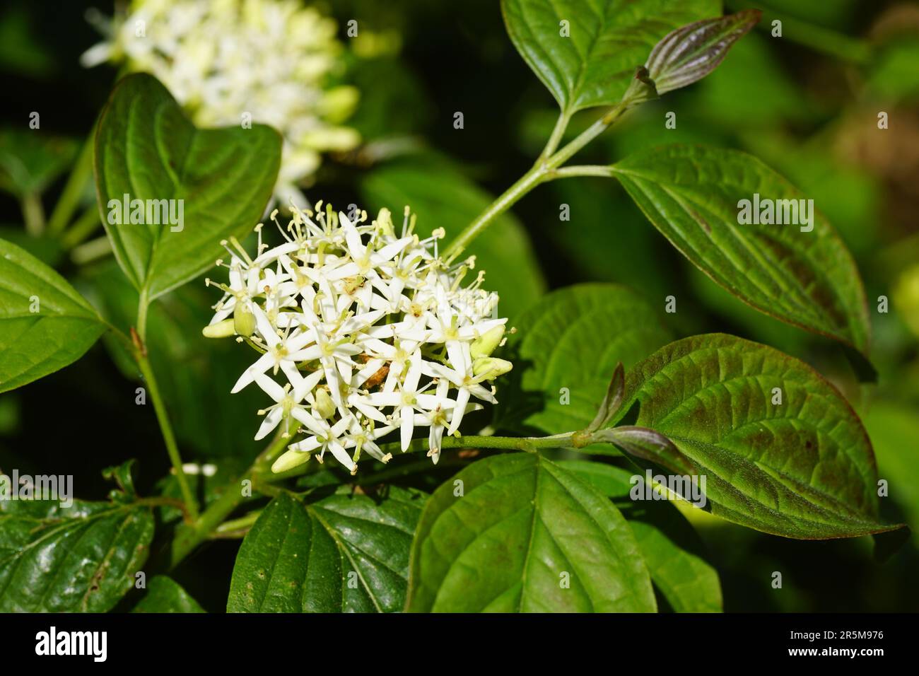 Close up white flowers of common dogwood, bloody dogwood (Cornus ...