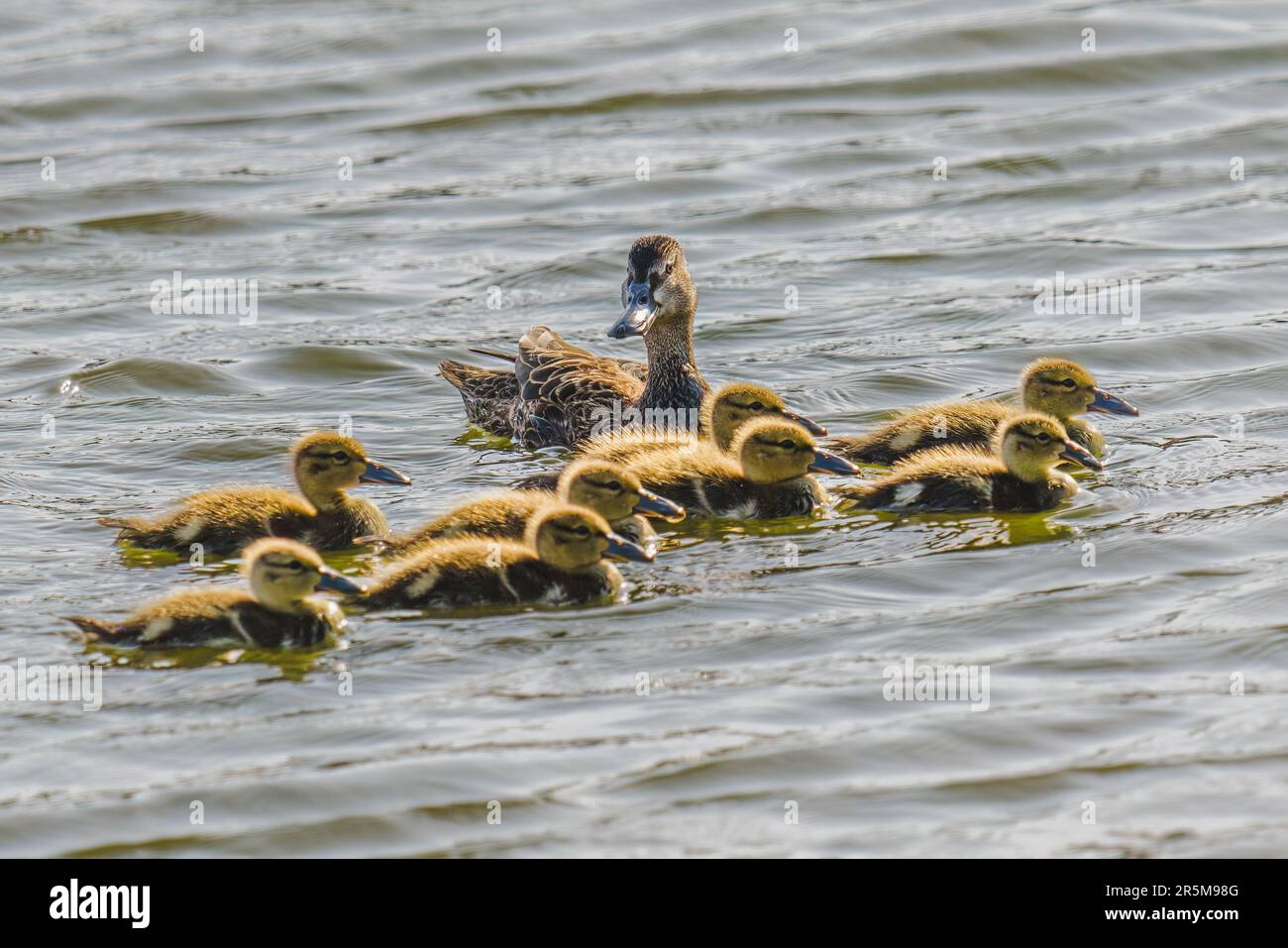 Ducklings following mama duck. Cute ducklings (duck babies) following ...