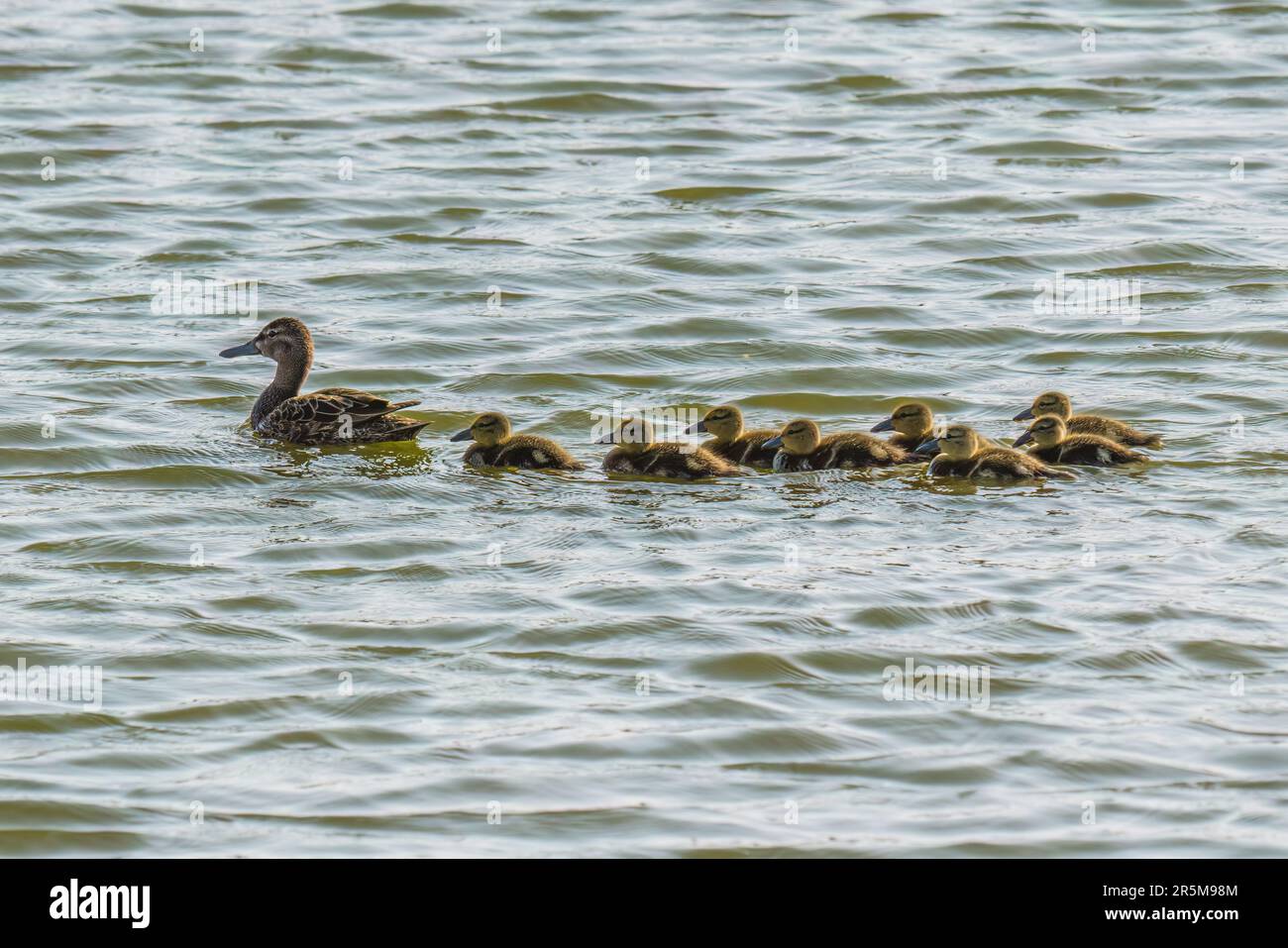 Ducklings following mama duck. Cute ducklings (duck babies) following ... Ducklings following mama duck. Cute ducklings (duck babies) following ...