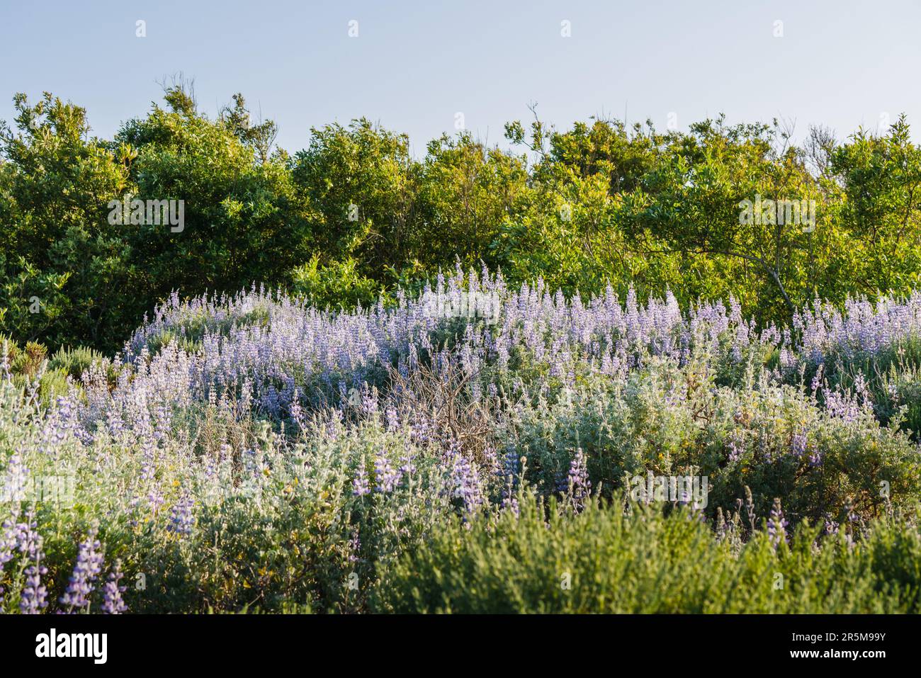 Green trees, bushes, and wildflowers in bloom. Colony of Silvery Lupine ...