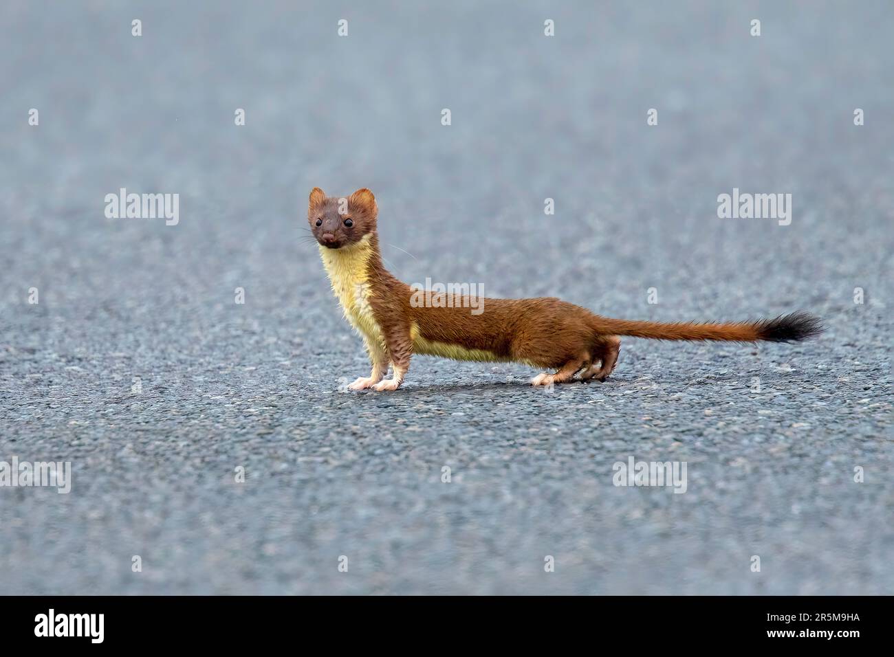 Small animals with elongated bodies hi-res stock photography and images - Alamy
