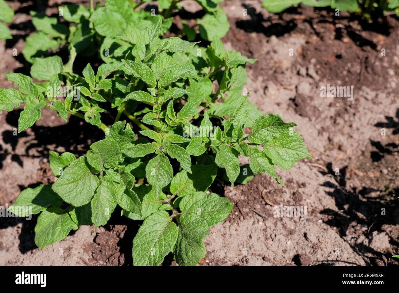 Young potato plant growing on the soil.Potato bush in the garden ...