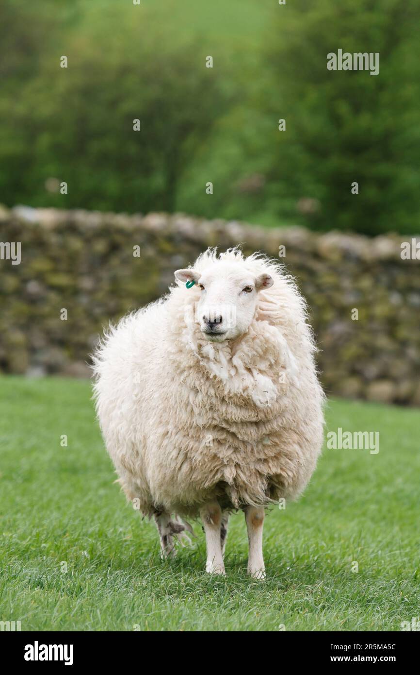 Welsh mountain sheep hi-res stock photography and images - Alamy