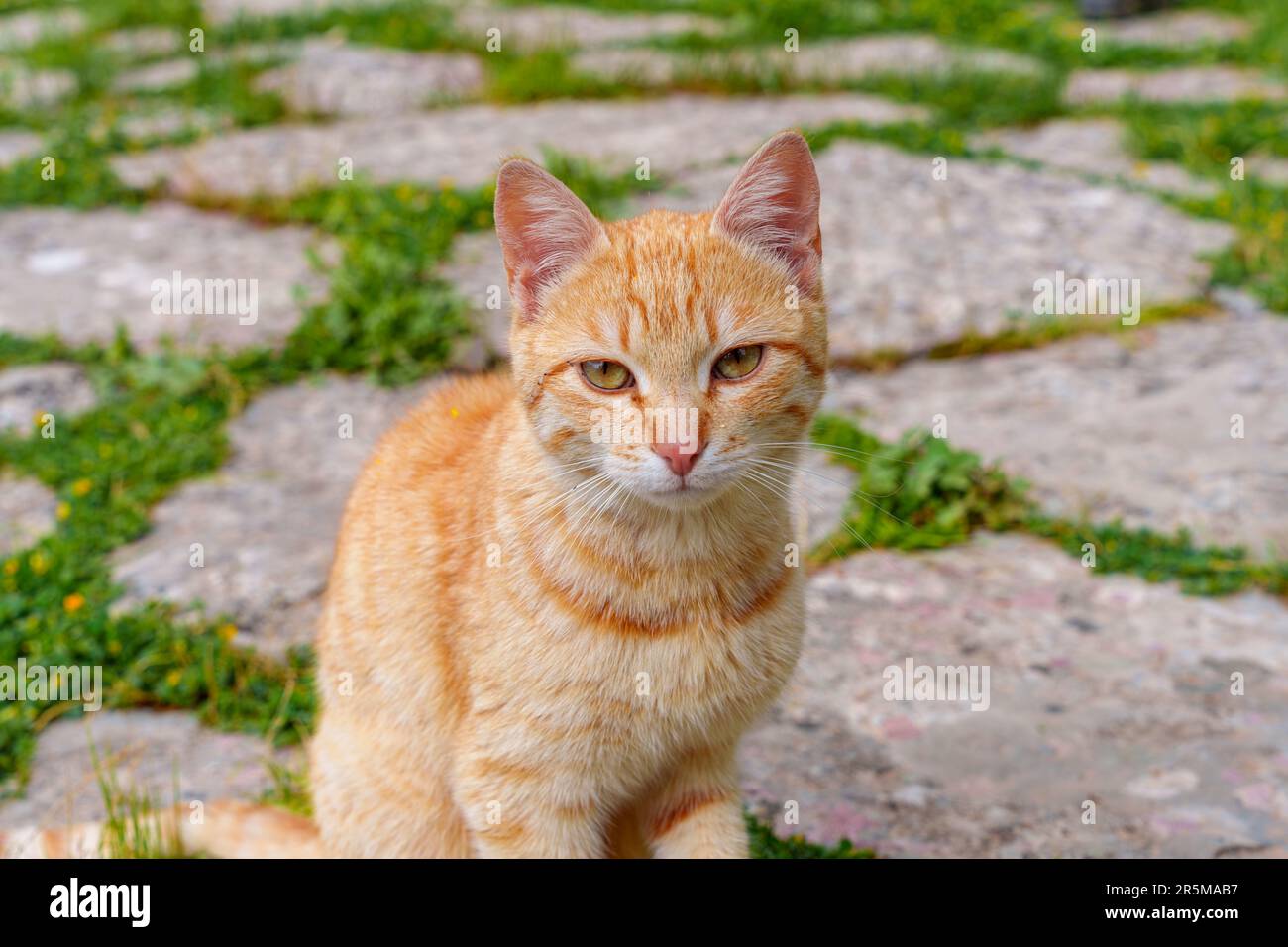 Homeless cat walking city hi-res stock photography and images - Alamy