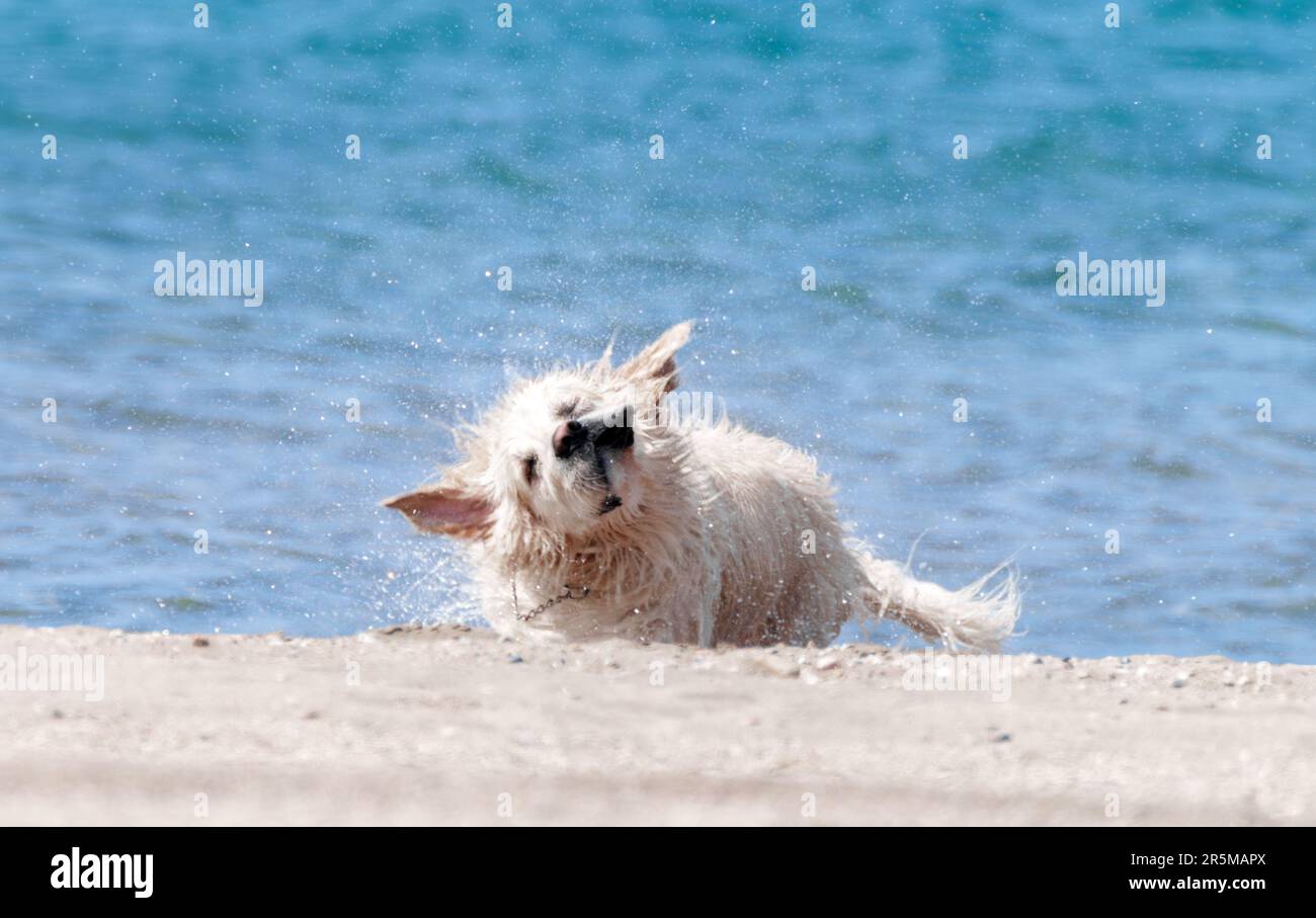 Golden Retriever shaking off water Stock Photo - Alamy