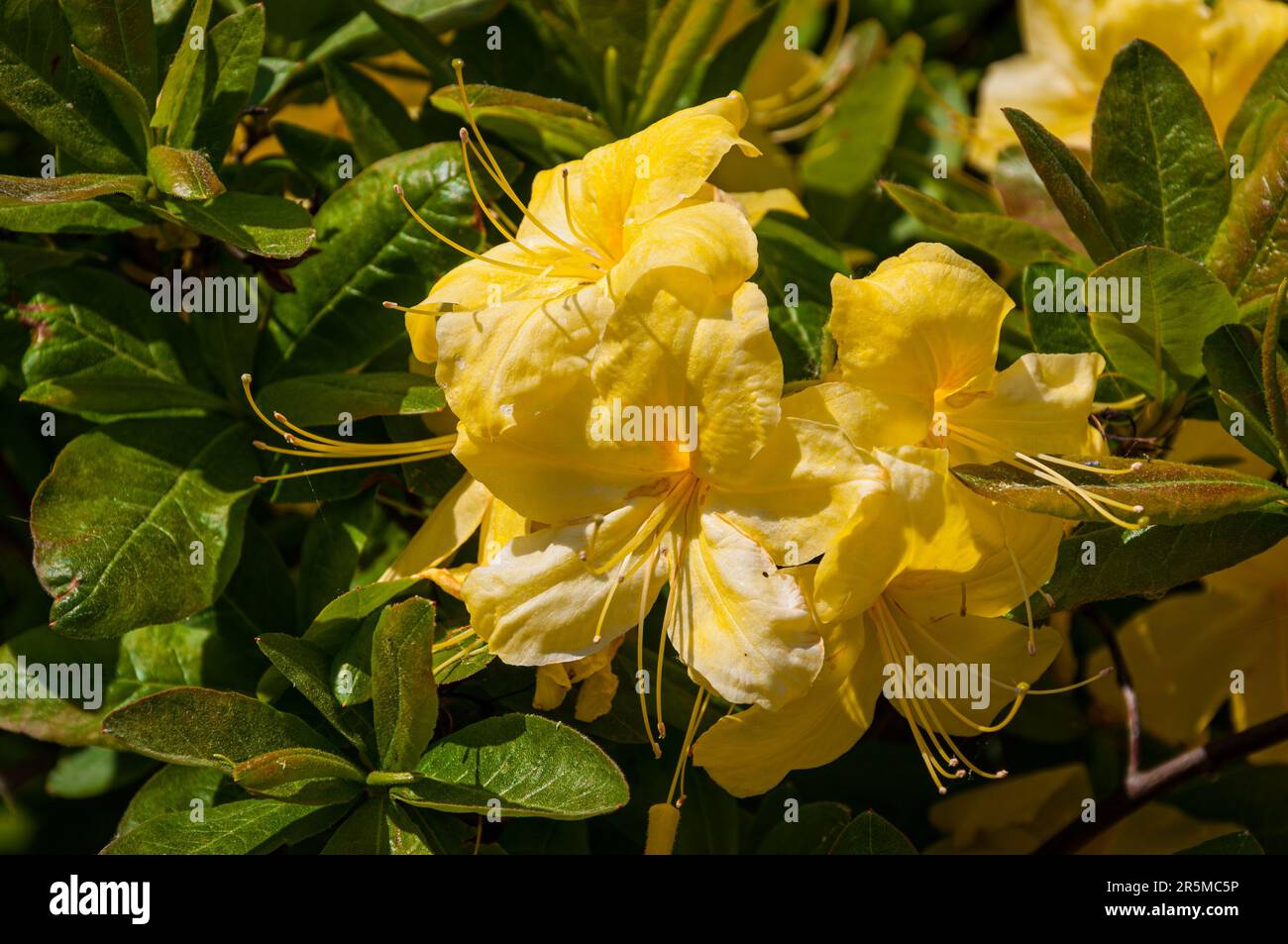 Blooming flowers of rhododendron anneke yellow azalea. Closeup photo ...