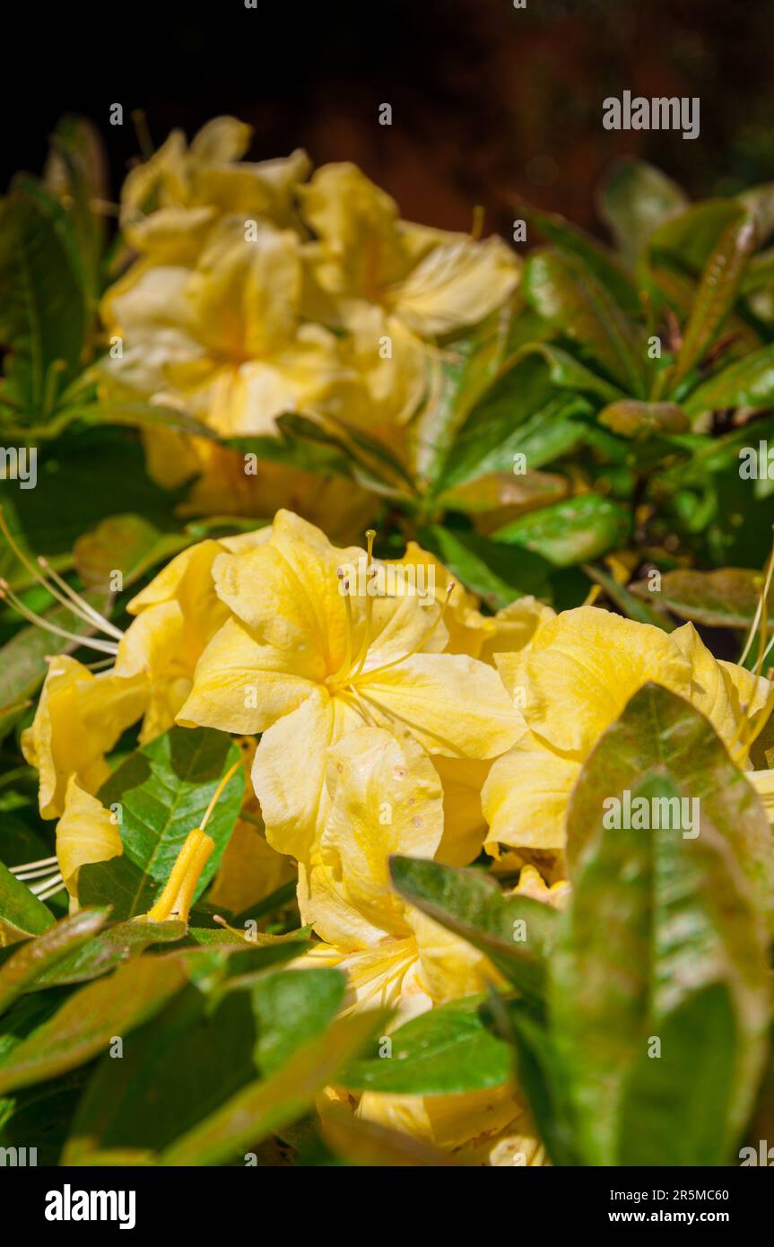 Blooming flowers of rhododendron anneke yellow azalea. Closeup photo ...