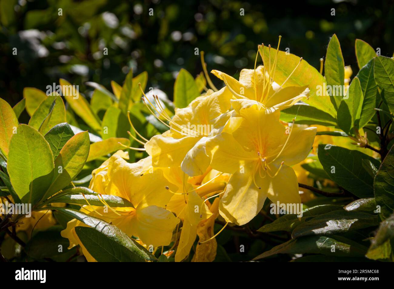 Blooming flowers of rhododendron anneke yellow azalea. Closeup photo ...