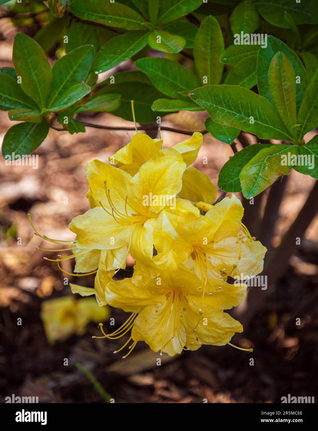 Blooming flowers of rhododendron anneke yellow azalea. Closeup photo ...