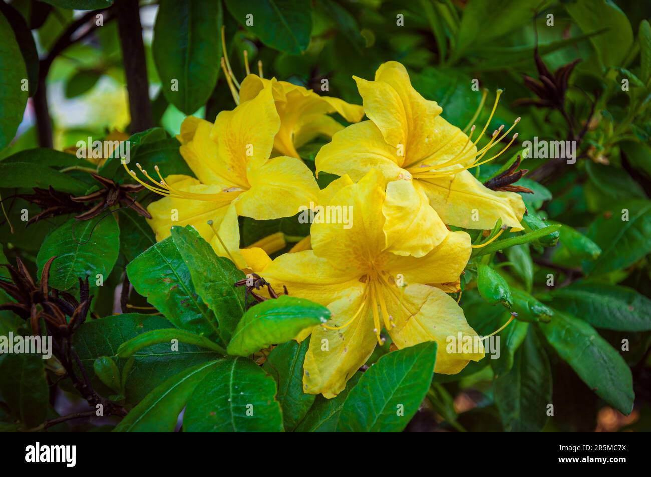 Blooming flowers of rhododendron anneke yellow azalea. Closeup photo ...