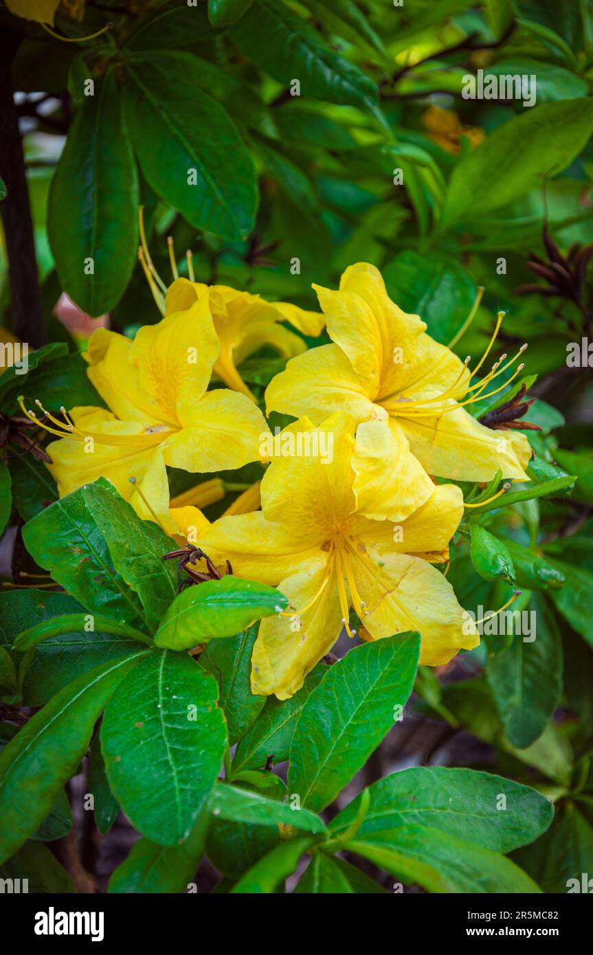 Anneke hi-res stock photography and images - Alamy