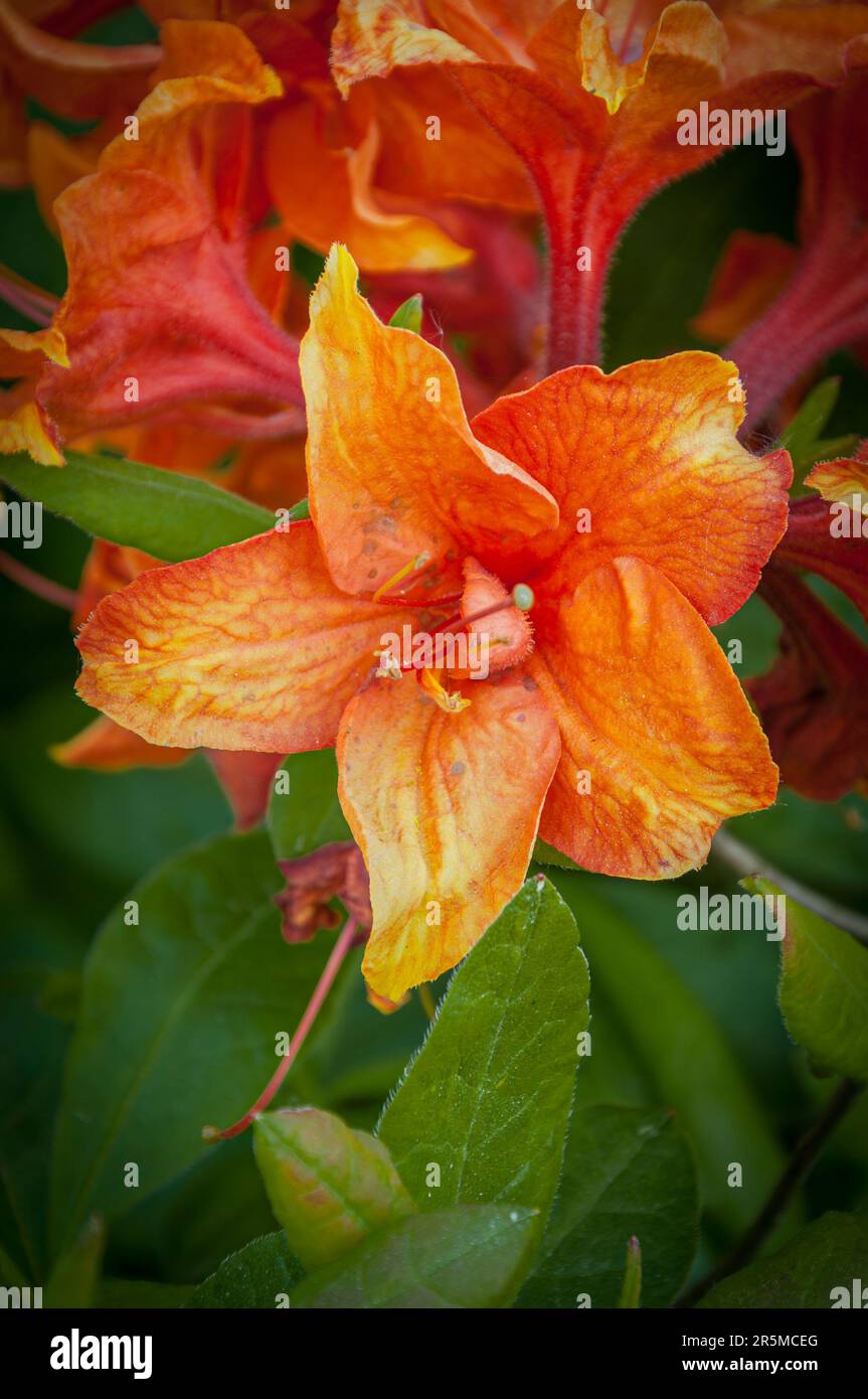 Blooming flowers of rhododendron gibraltar azalea. Closeup photo Stock ...