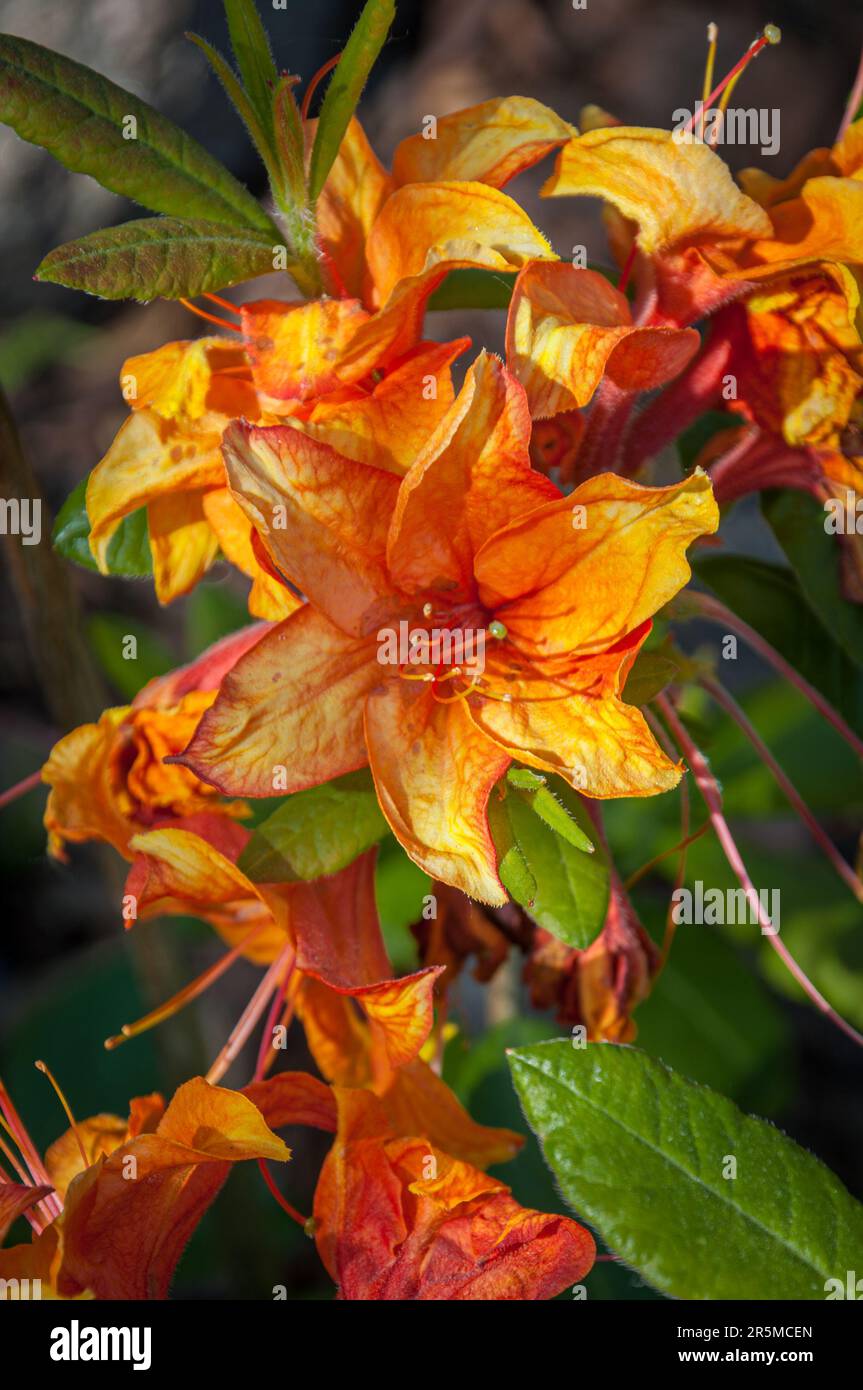 Blooming flowers of rhododendron gibraltar azalea. Closeup photo Stock ...