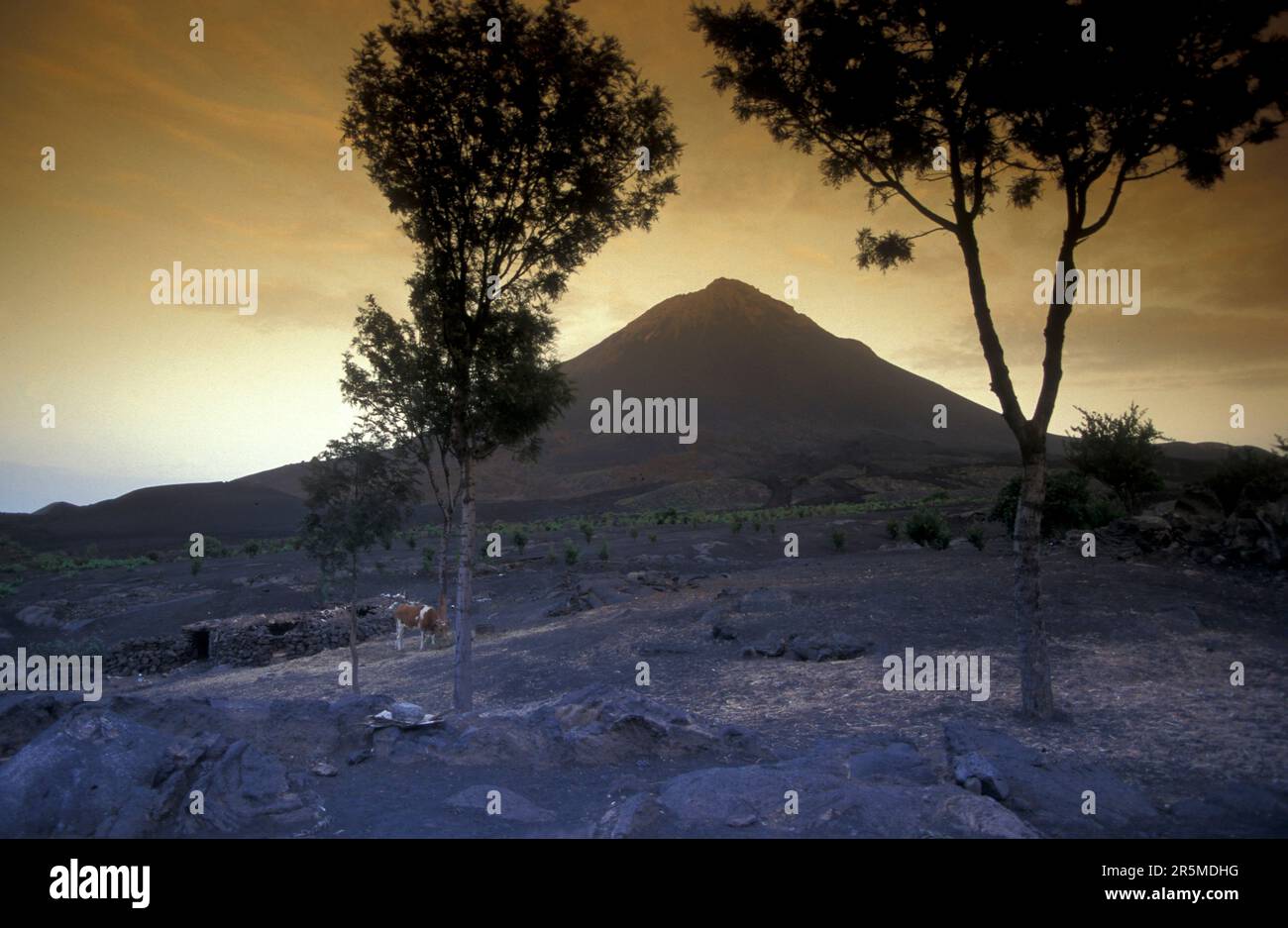 the Landscape with the Volcano and Mt Fogo on the Island of Fogo on the ...