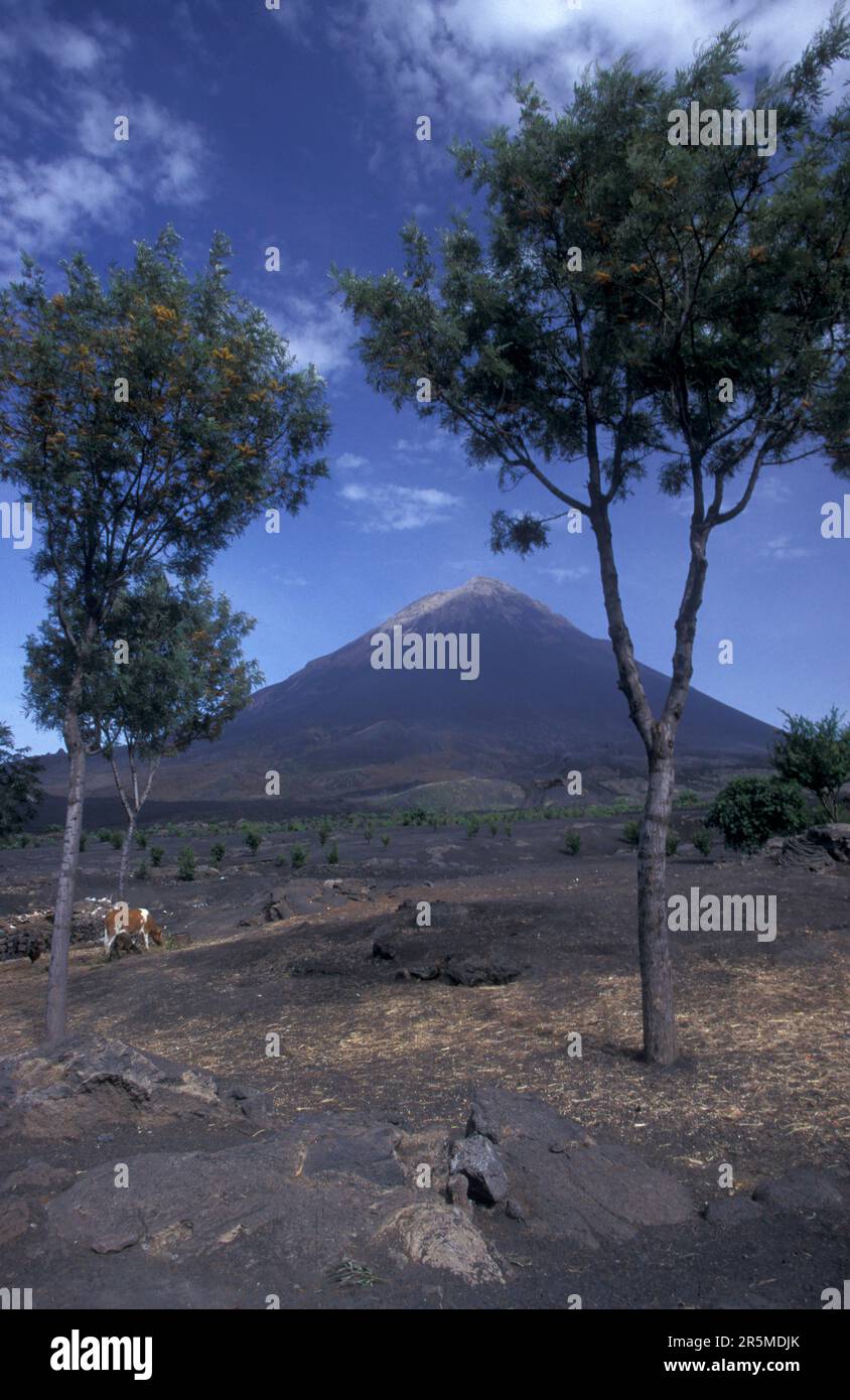 the Landscape with the Volcano and Mt Fogo on the Island of Fogo on the ...
