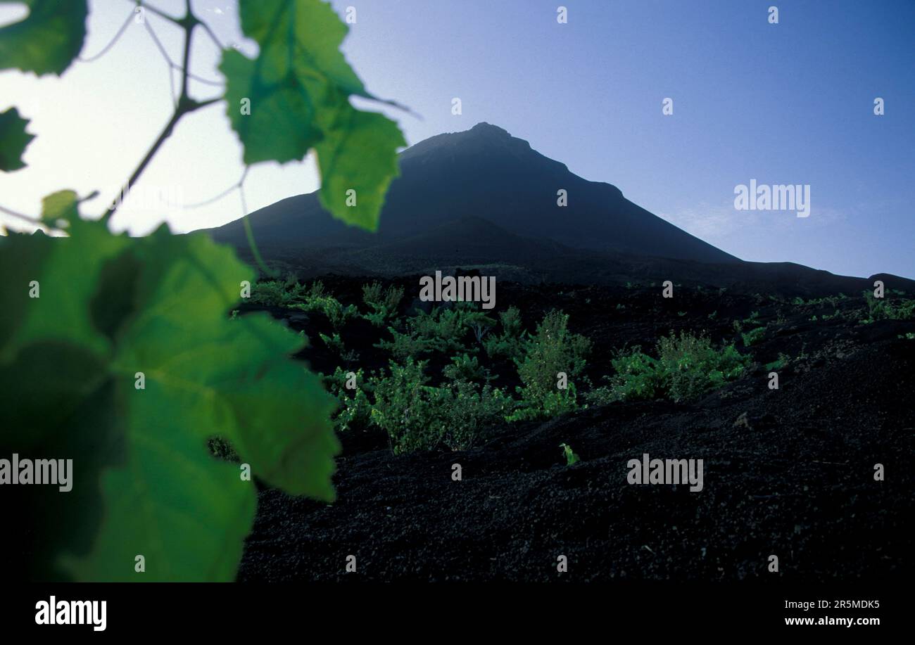 the Landscape with the Volcano and Mt Fogo on the Island of Fogo on the ...