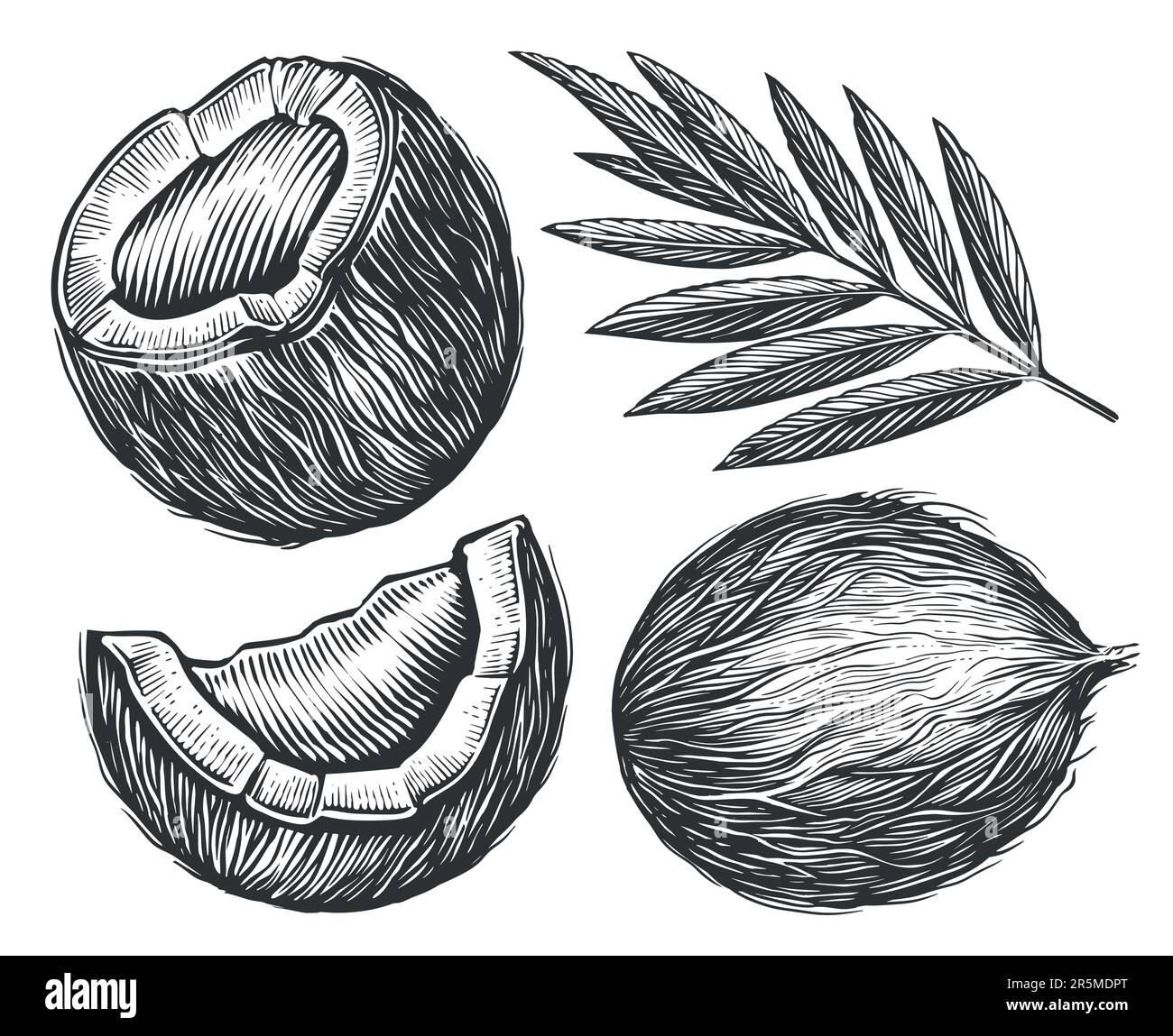 Coconut fresh tropical nut and tree leaves palm branch. Whole, crashed ...