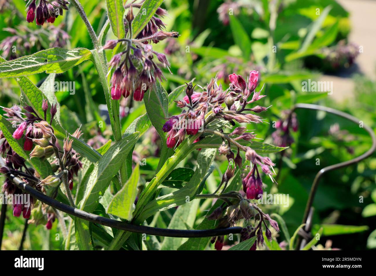 Cureedy hi-res stock photography and images - Alamy