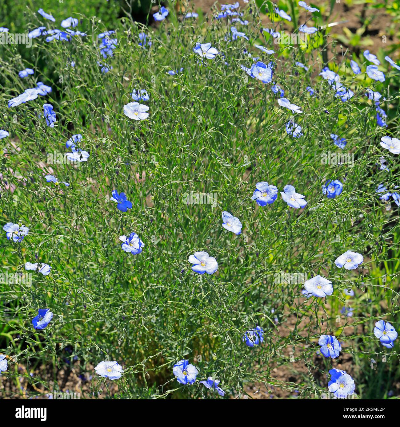 Linseed flowers hi-res stock photography and images - Alamy