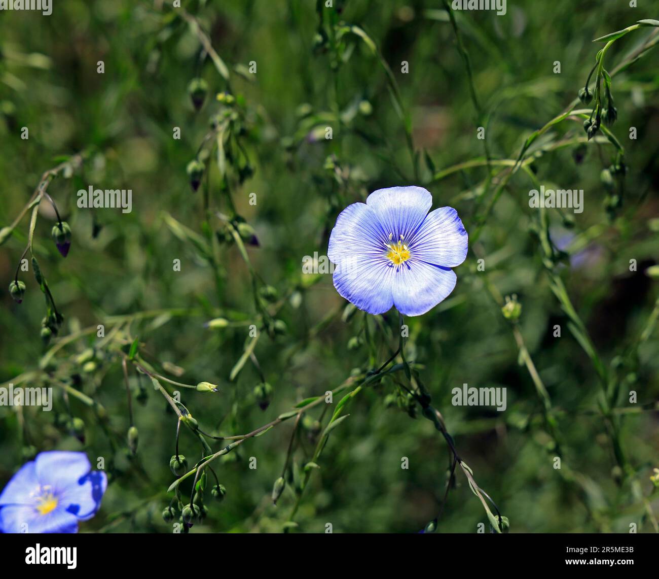 Linseed flowers hi-res stock photography and images - Alamy