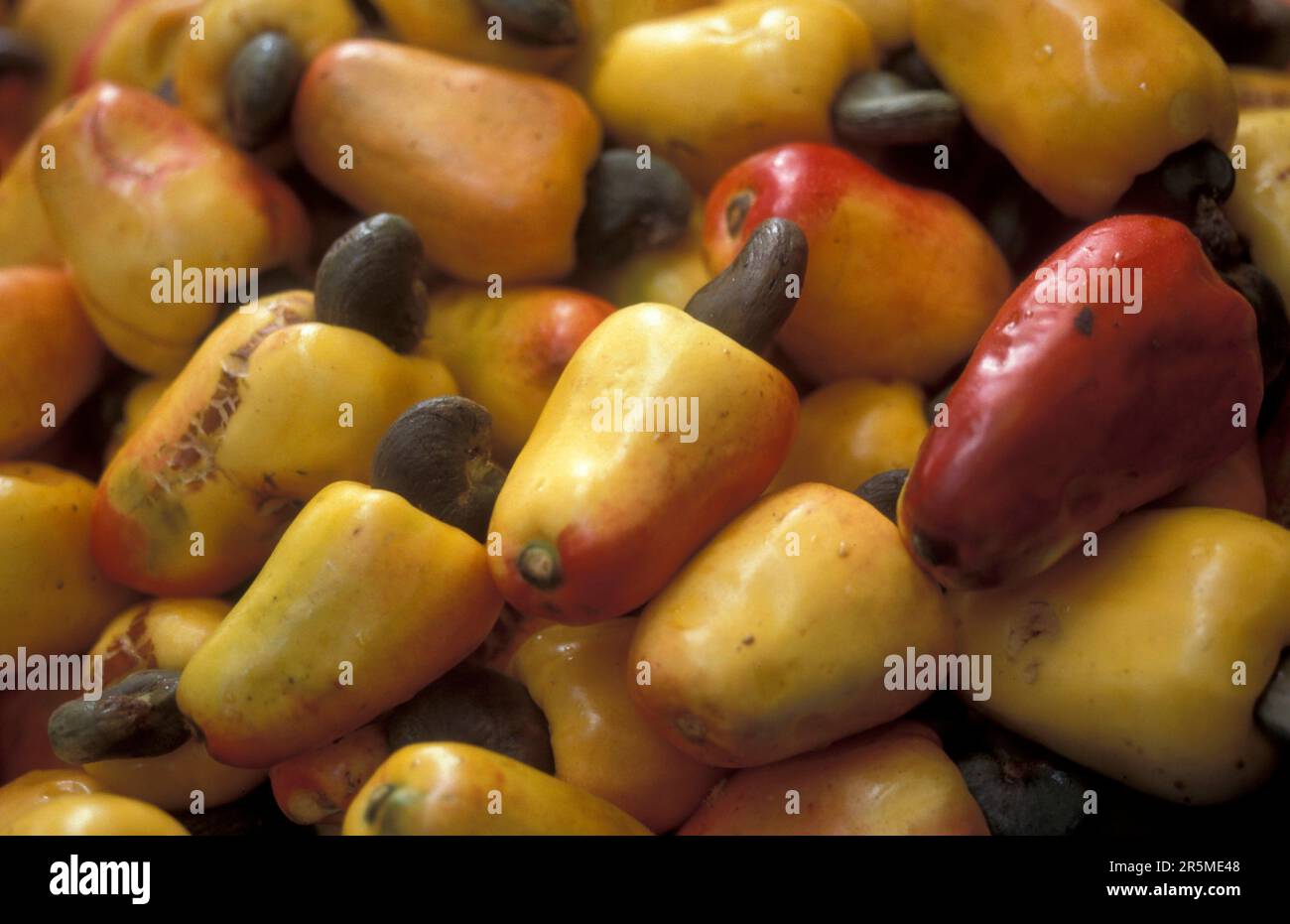 a tropical fruit at the market Hall in the City Mindelo on the Island ...