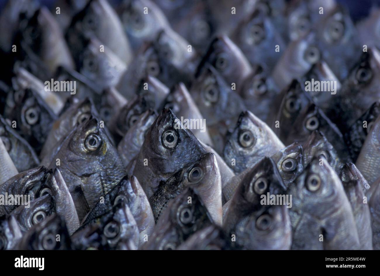fresh fish at the Fishmarket in the City Mindelo on the Island of Sao ...