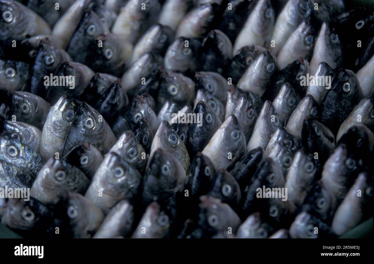fresh fish at the Fishmarket in the City Mindelo on the Island of Sao ...