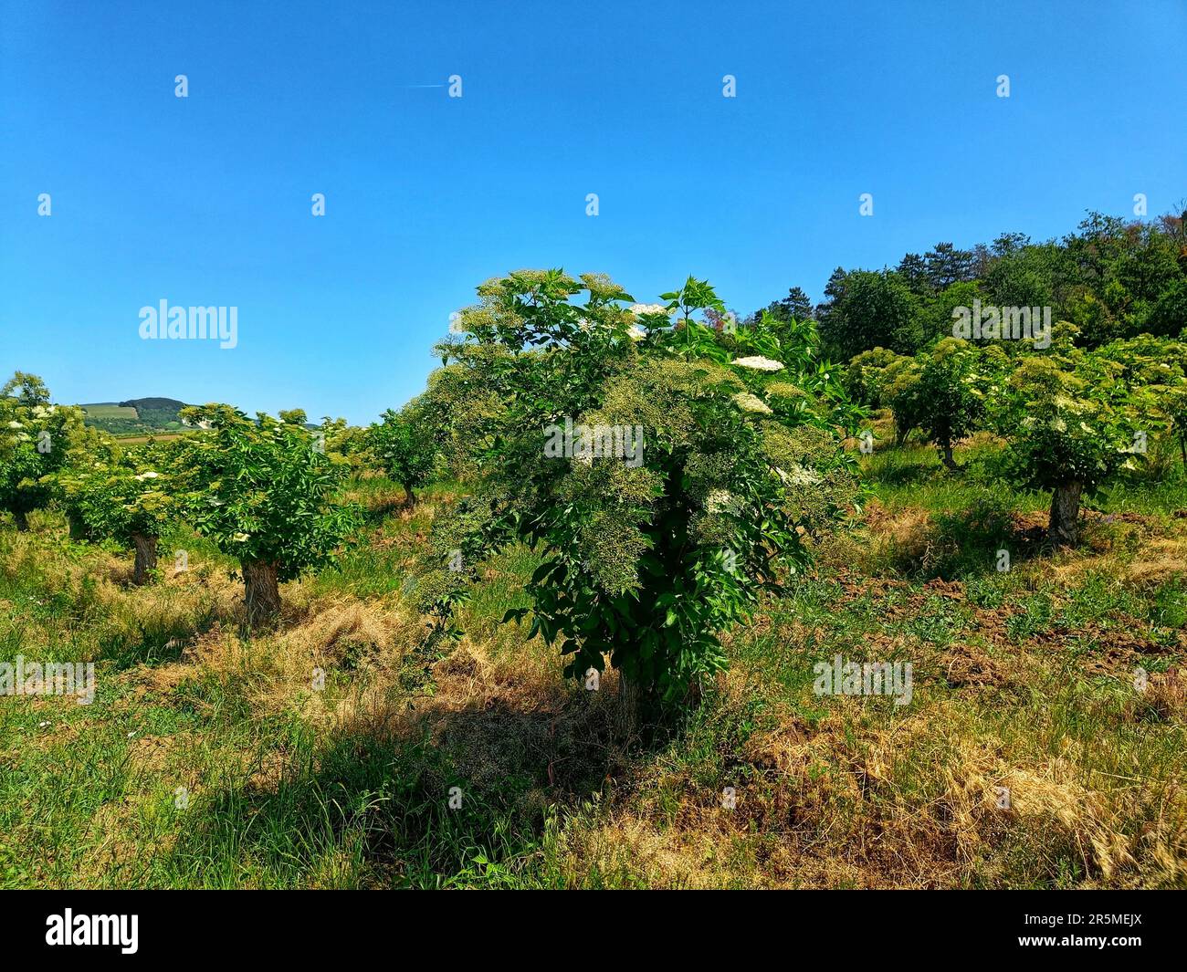 The Elderberry (Sambucus nigra) flowering trees in an orchard ...