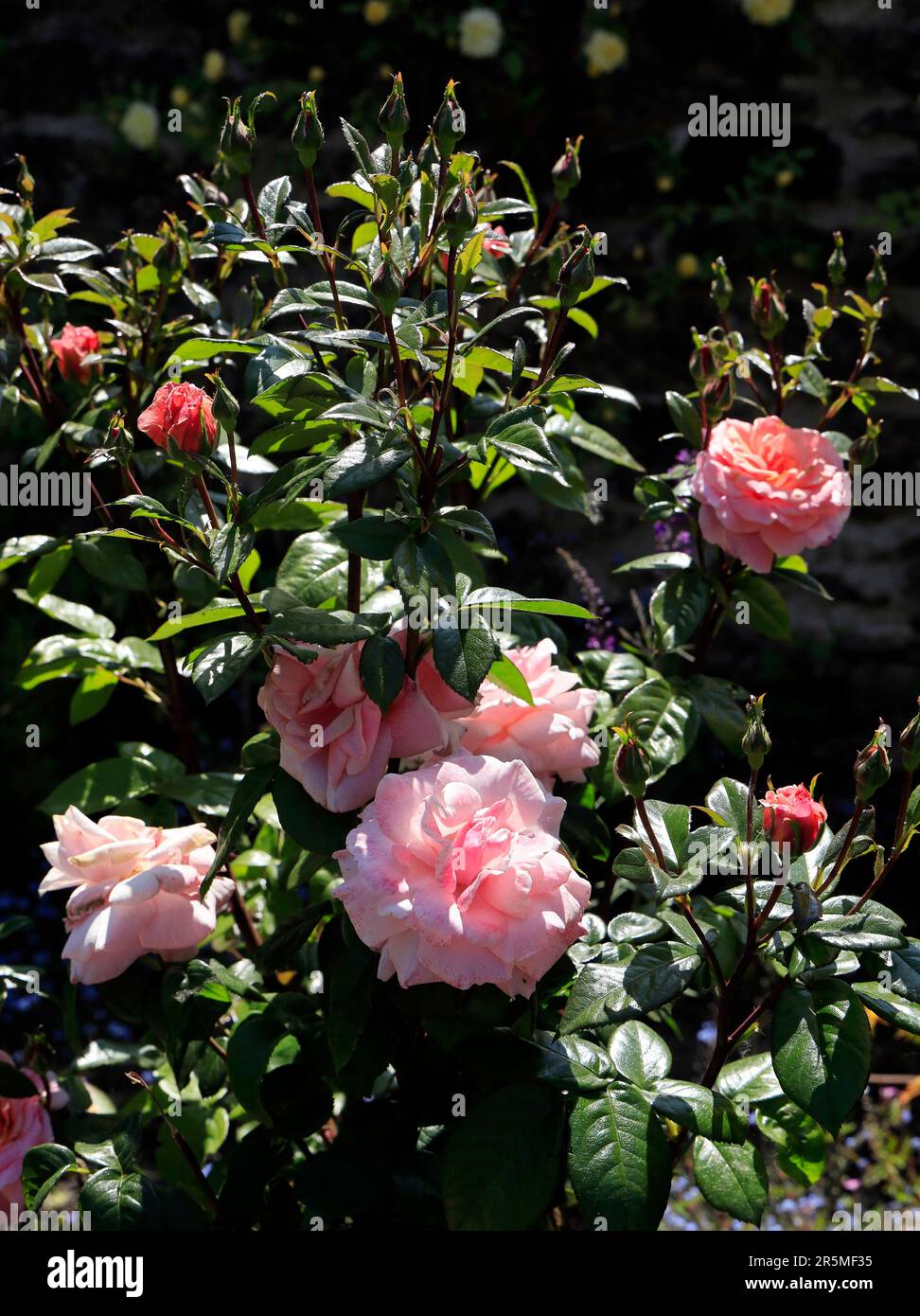 Britain in bloom 2023 hi-res stock photography and images - Alamy