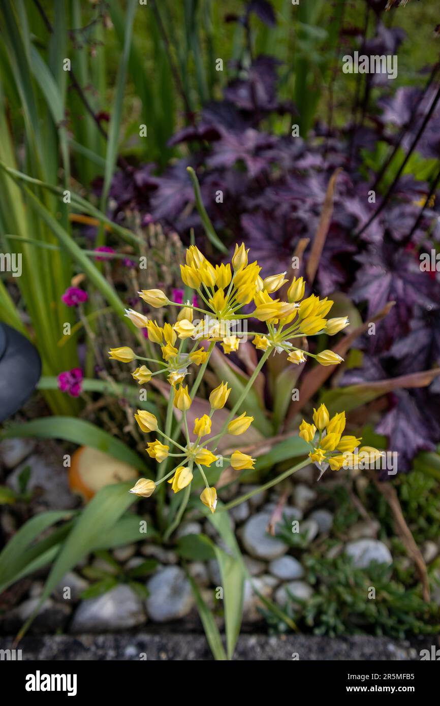 Lily leek in home garden Stock Photo - Alamy