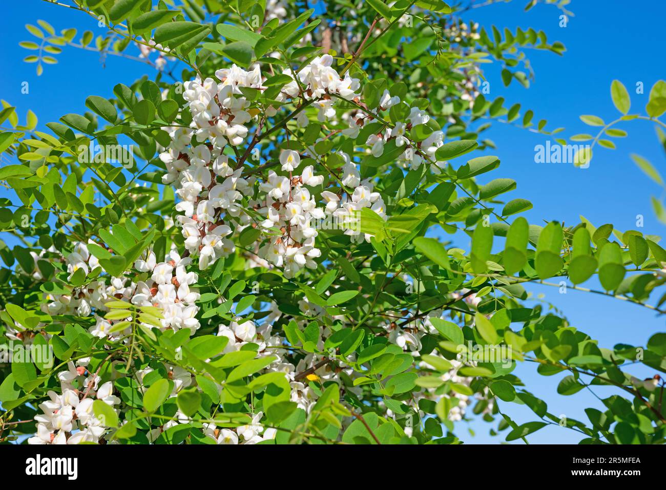 Blooming black locust, Robinia pseudoacacia, in spring Stock Photo - Alamy