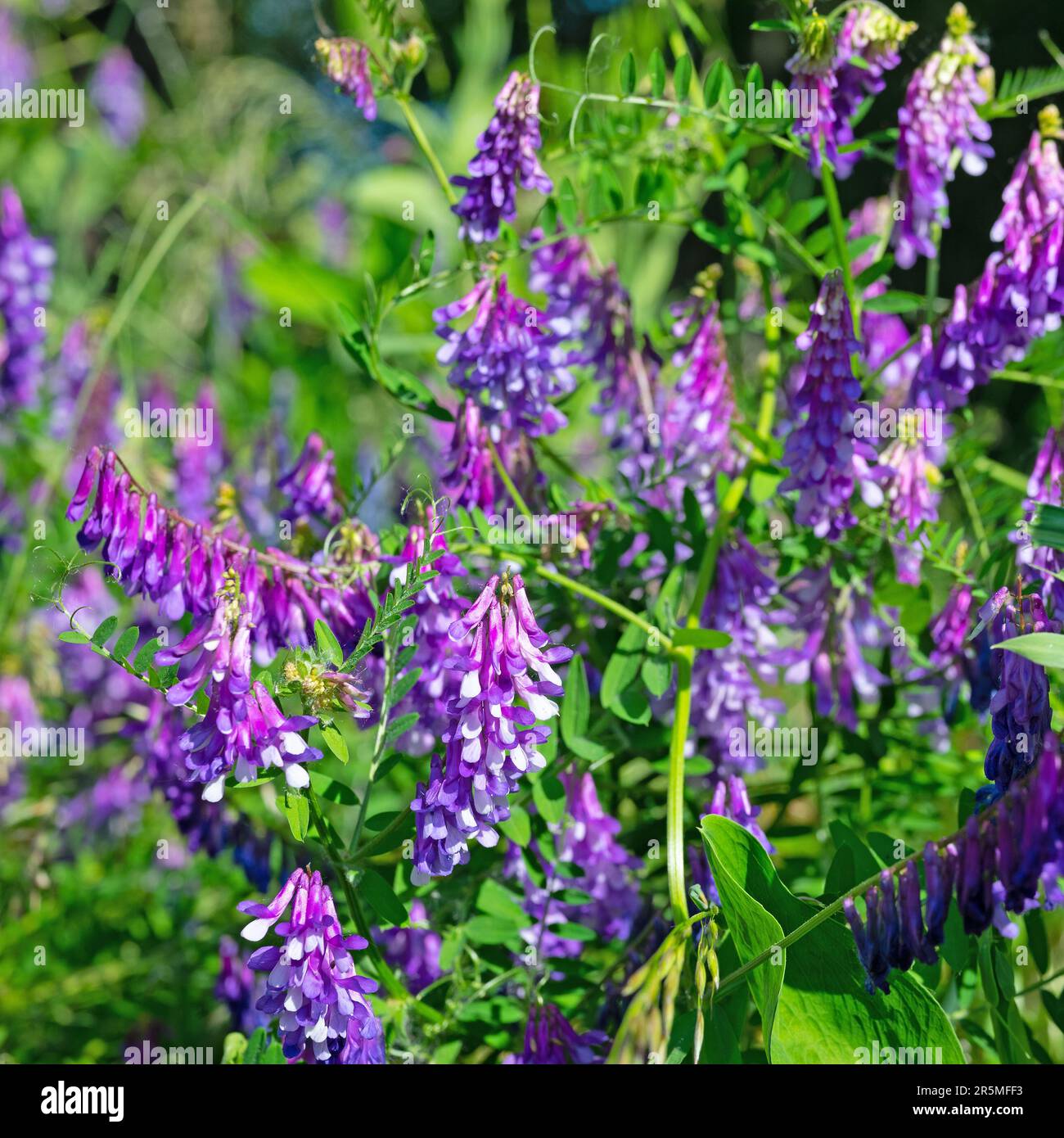 Flowering bird vetch, Vicia cracca, in summer Stock Photo - Alamy