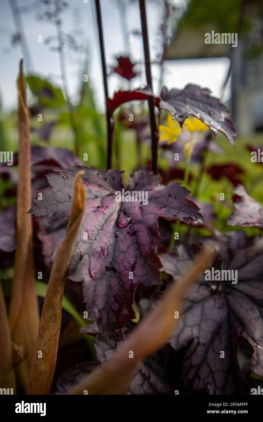 Crevice garden hi-res stock photography and images - Alamy