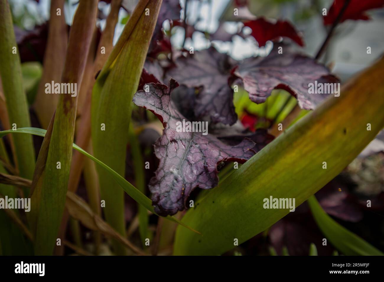 Crevice garden hi-res stock photography and images - Alamy