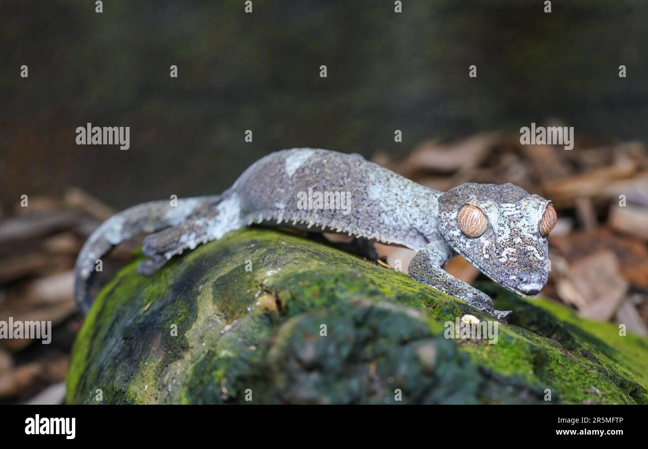 Satanic giant leaf-tailed gecko - Uroplatus fimbriatus - resting on ...