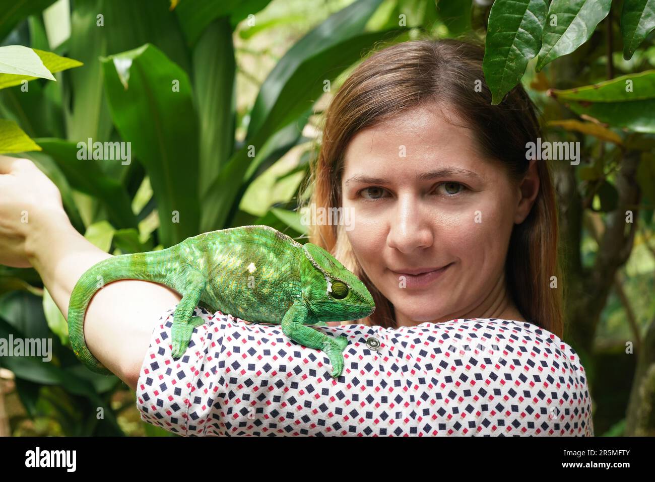 Young woman posing with small green Parson's chameleon walking on her ...