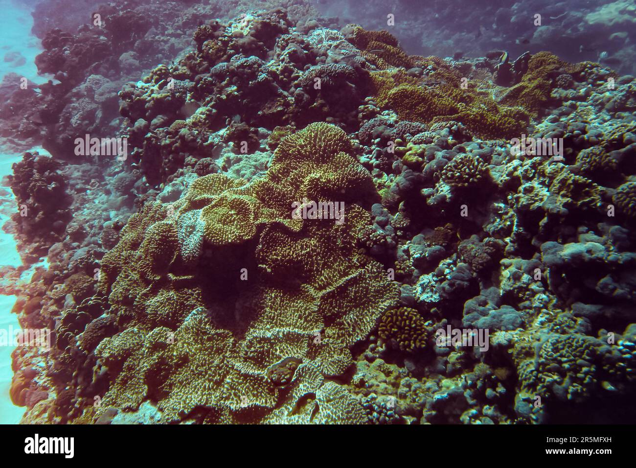 Underwater scenery with corals and fish in background. Diving at Anakao ...