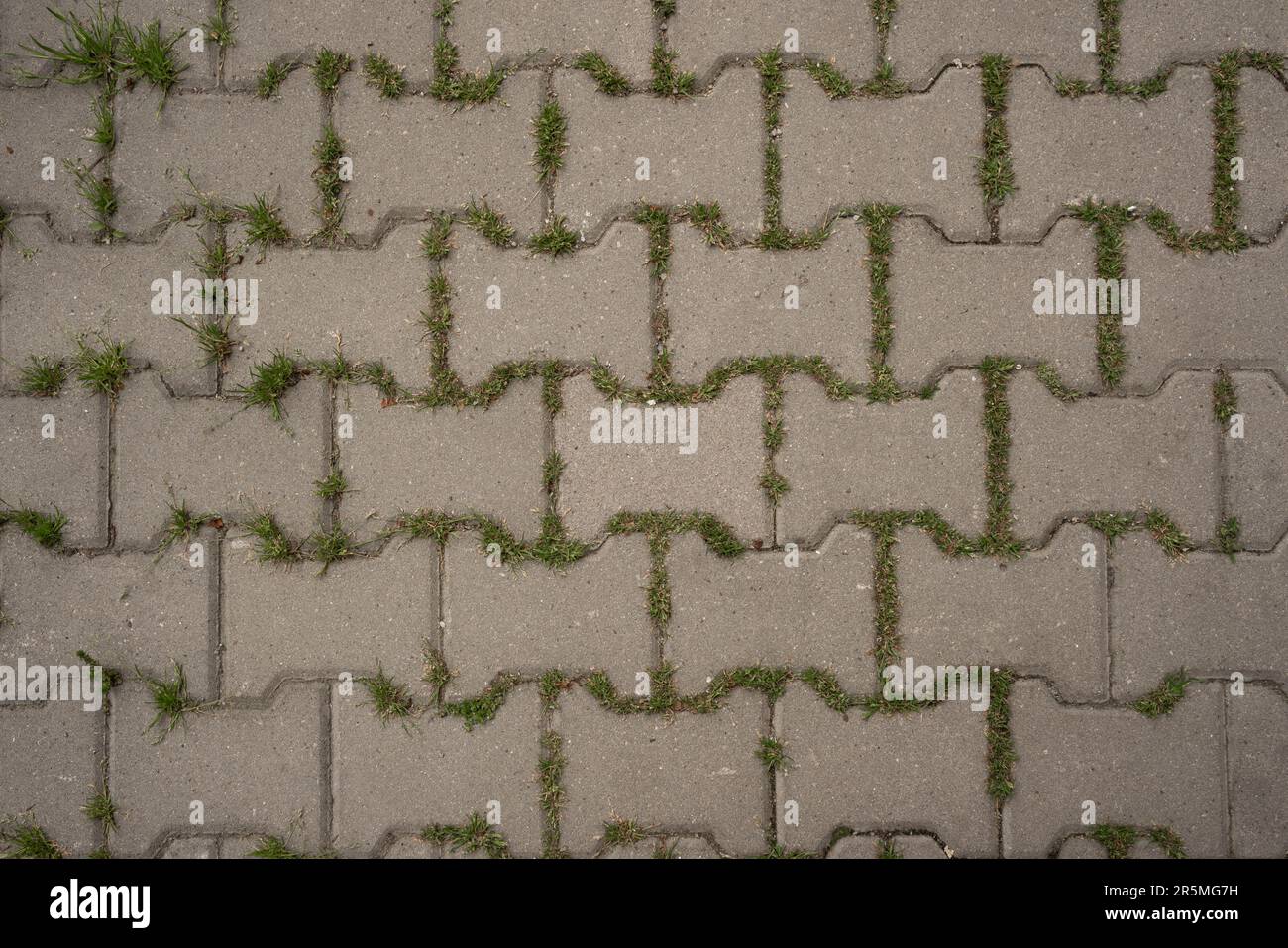 Background seamless texture of green grass sprouted between bricks of ...