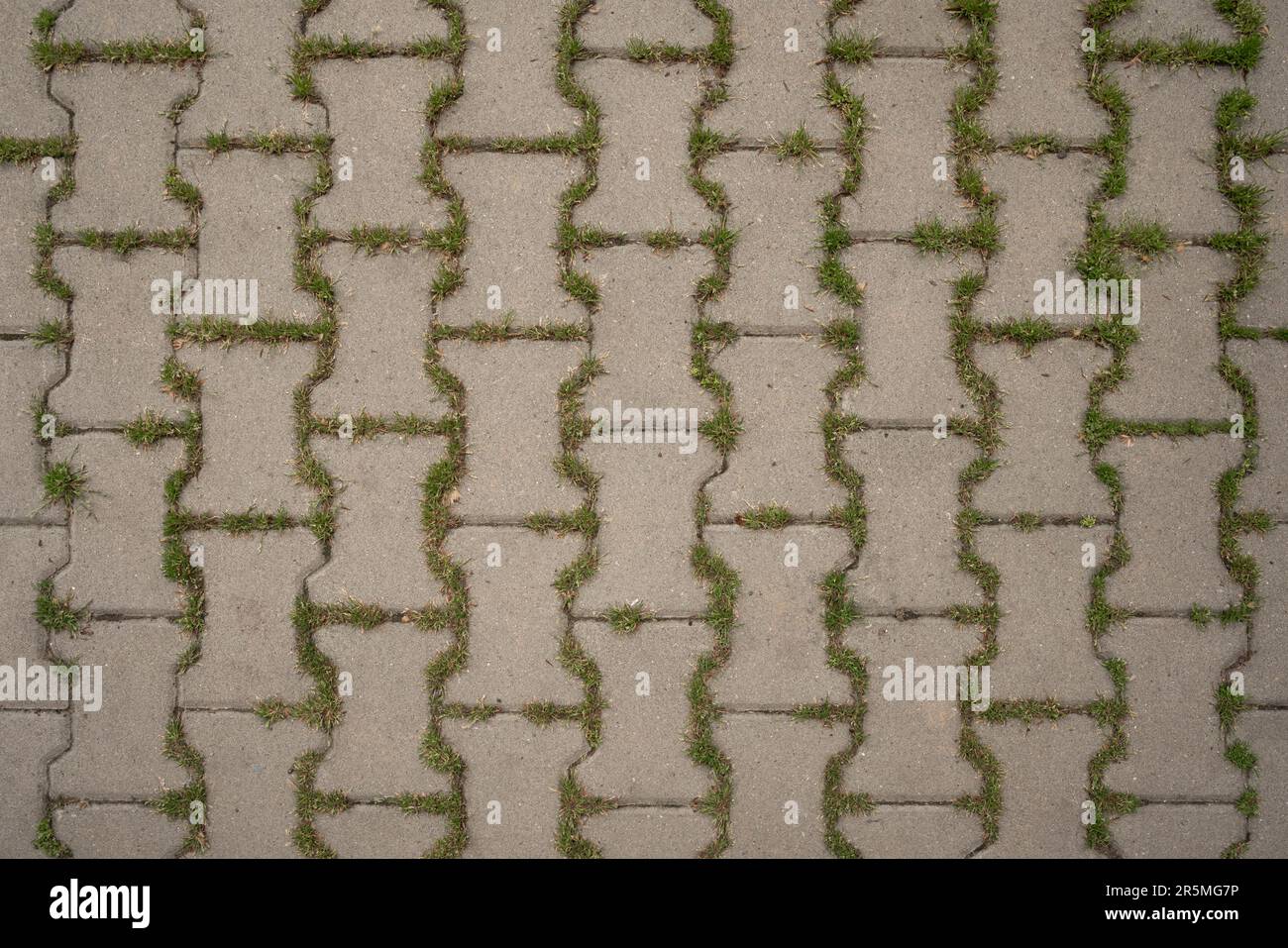 Background seamless texture of green grass sprouted between bricks of ...