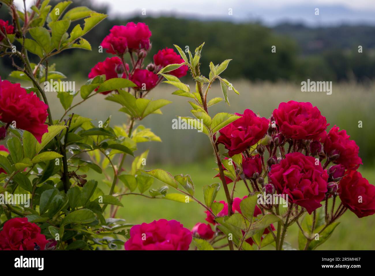 Flora and road hi-res stock photography and images - Alamy