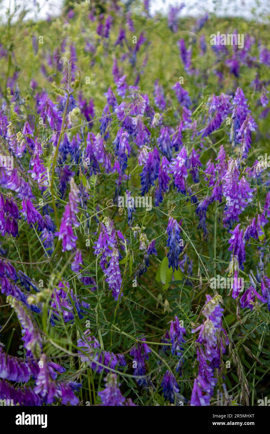 Vetches hi-res stock photography and images - Alamy